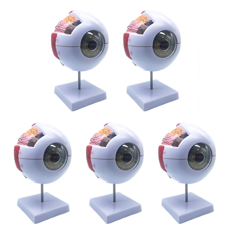 5pcs 6X Enlarged Human Eye Anatomical Model,Anatomically Accurate Eye ...