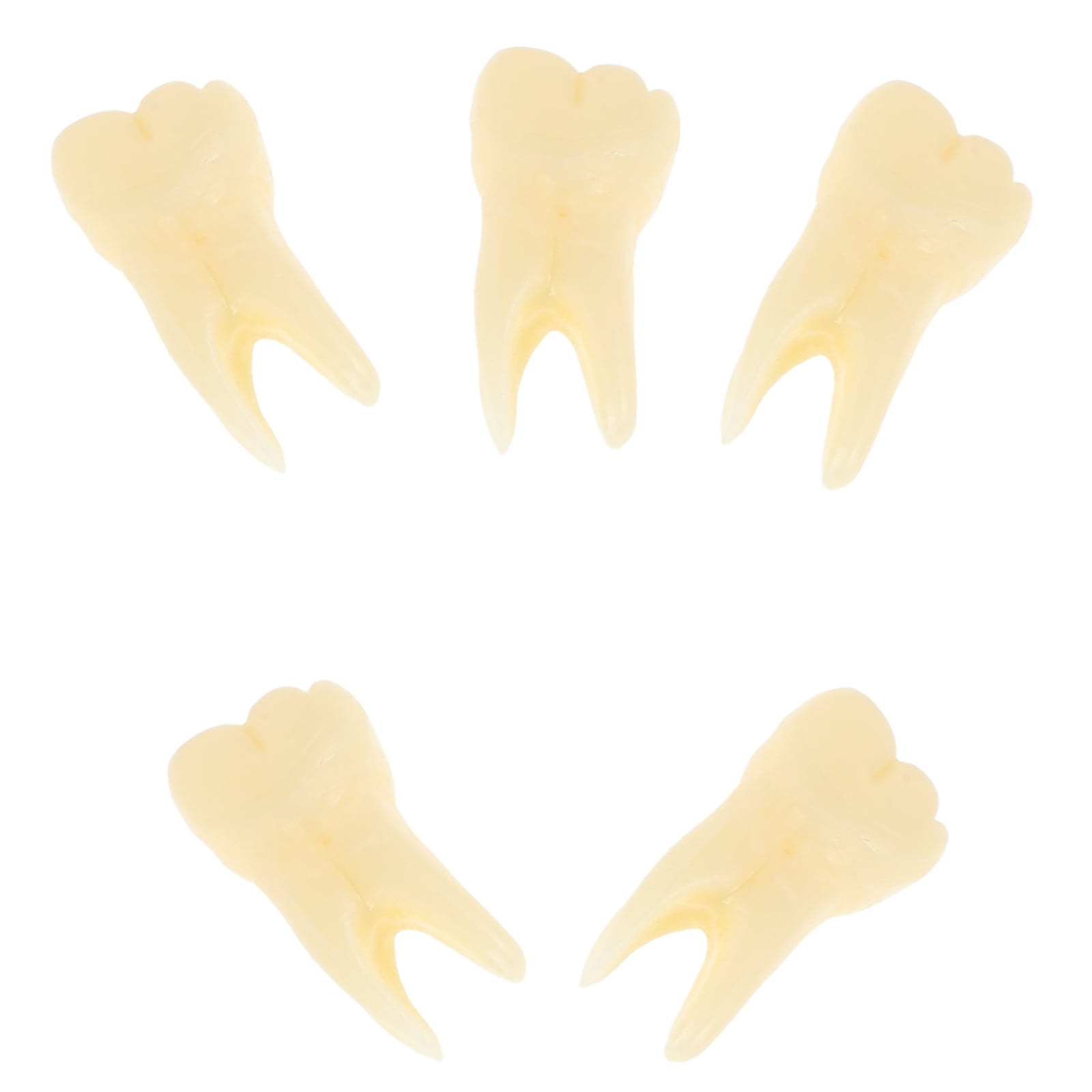 5pcs Realistic Teeth Model Fake Teeth Teeth Model Teeth Toy Fake Teeth ...