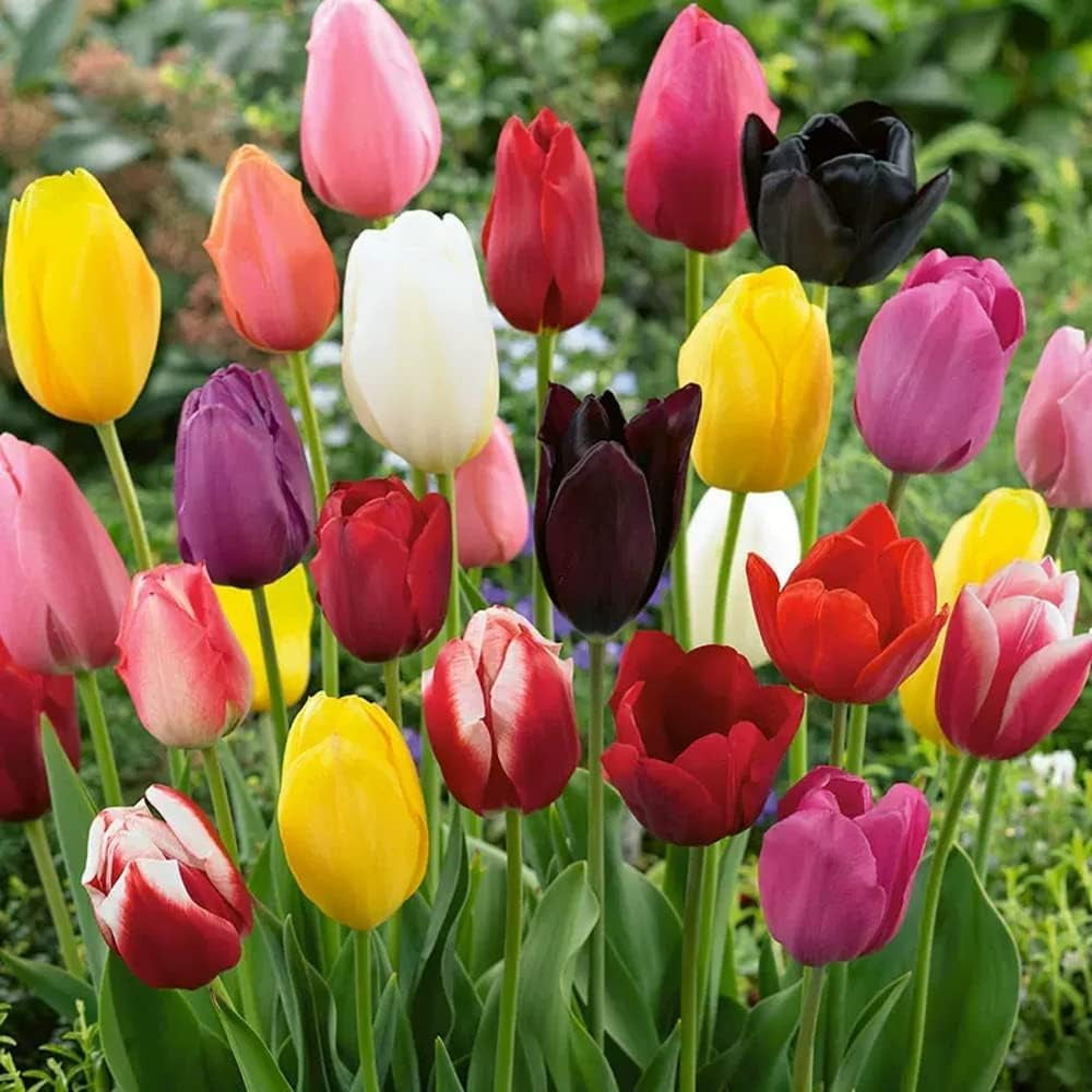 5pcs Tulip Bulbs Mixed Tulips Varieties Collection Tulips Bulbs for ...