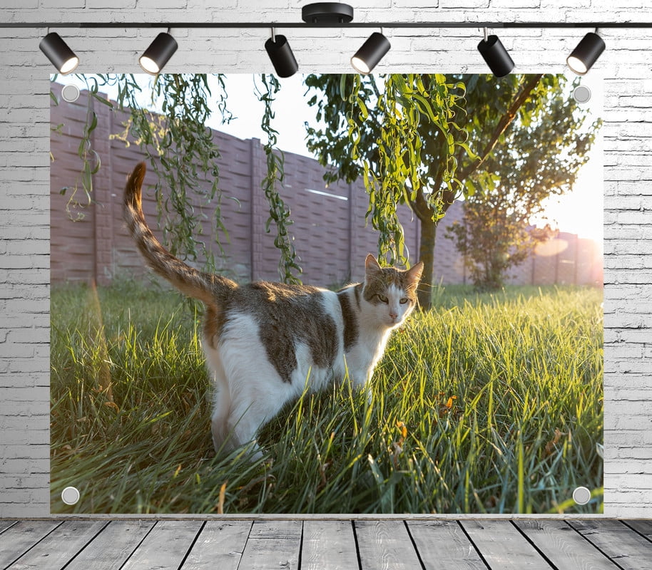 5x3ft Cozy Backyard Cat Backdrop Photoshoot Photo Backdrop Nature ...