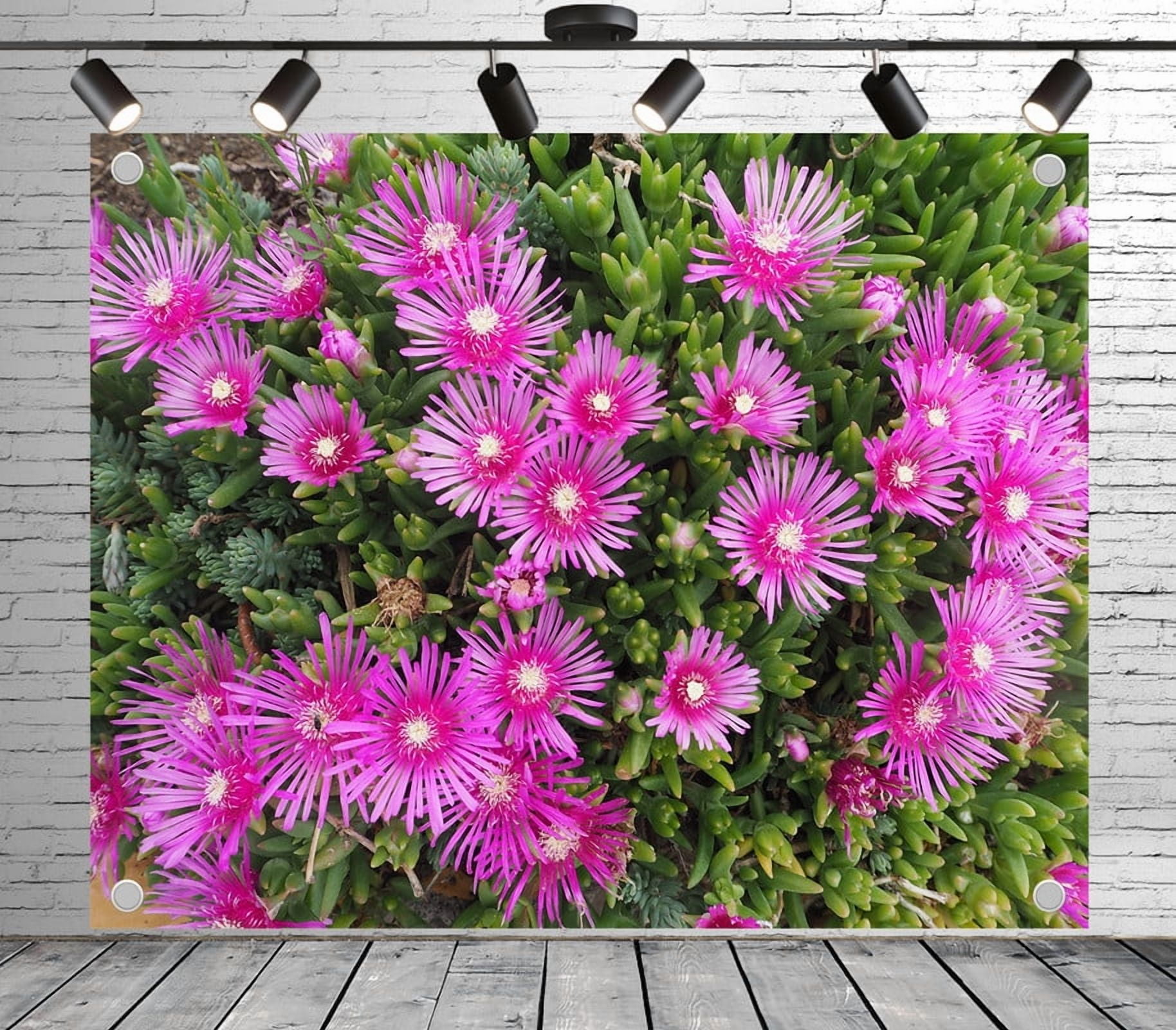 5x3ft Vibrant Pink Ice Plant Backdrop Photoshoot Photo Backdrop Nature ...