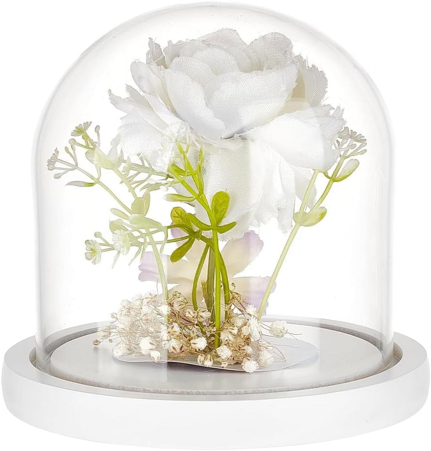 5x5 Inch White Lacquered Glass Dome Cloche Wooden Display Dome Clear ...
