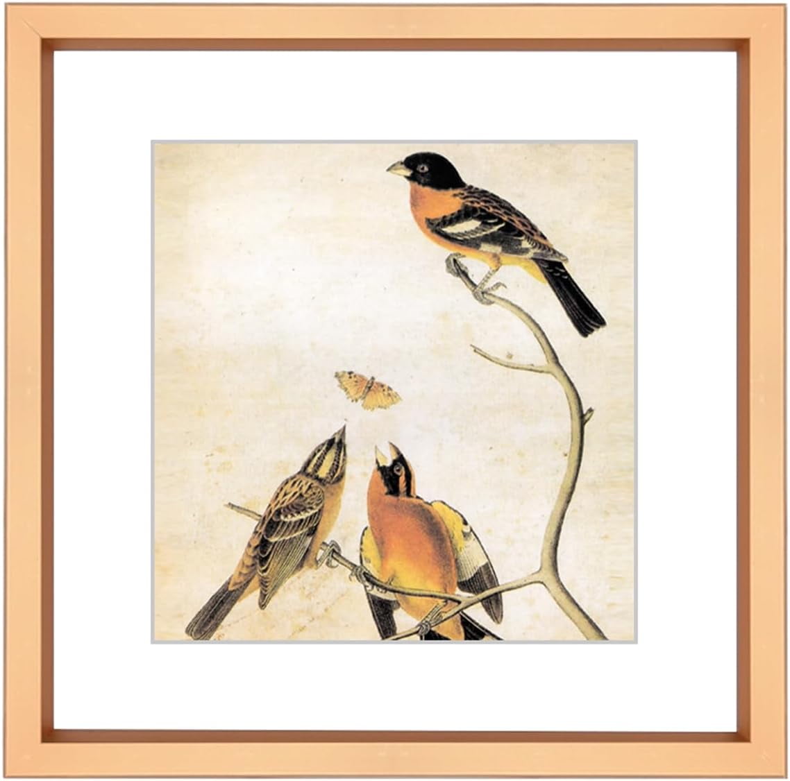 5x5 Picture Frame, Gold Metal Photo Frames with HD Glass, Fits 4x4 with ...