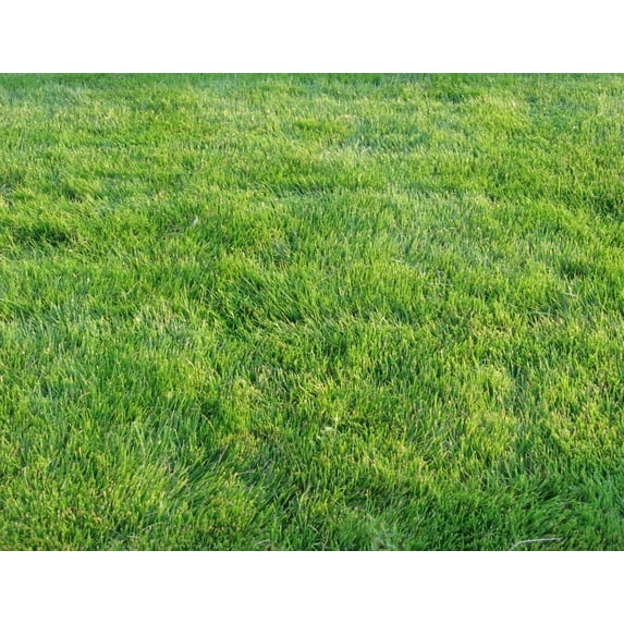 6,000 Emerald Zoysia Grass Seeds - Zoysia 'Emerald' - Lawn Grass ...