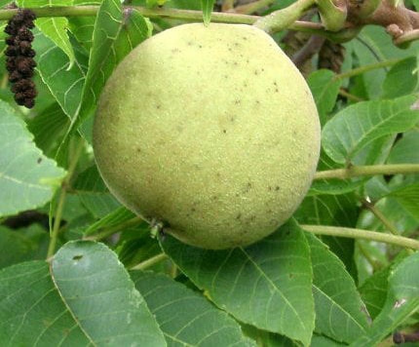 6-12" Black Walnut Tree, Sweet Nut to Enjoy in Years to Come, Fruit ...