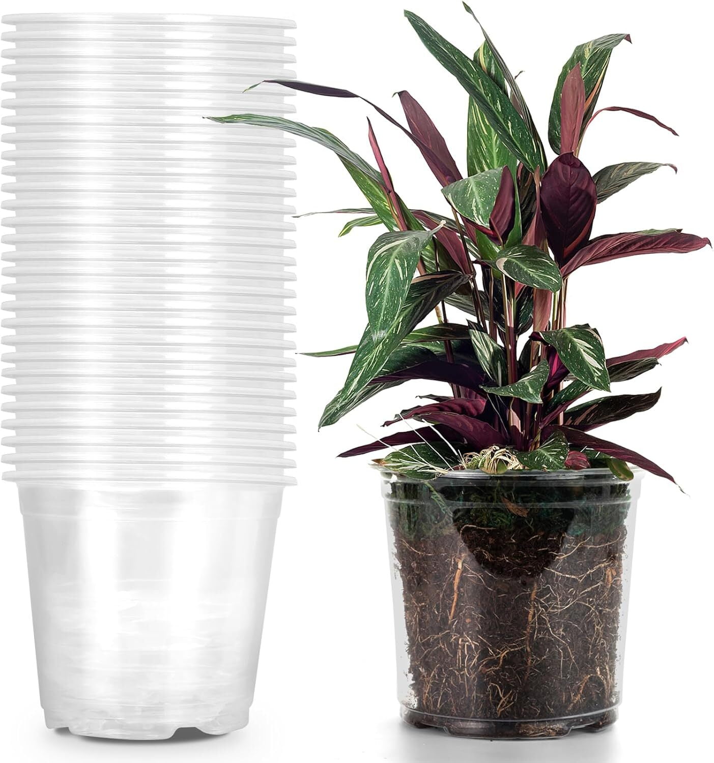 6.7 Inch Clear Plastic Pots for Plants, PandaTop Clear Nursery Pots ...