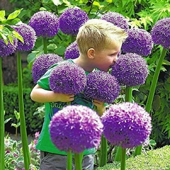 6 Allium Gladiator Bulbs, Blooming Onion, Live Indoor/Outdoor Perennial ...