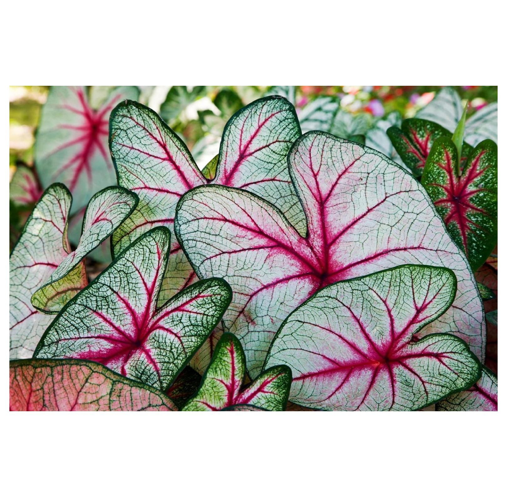 6 Angels Caladium Bulbs for Planting - Perennial Hosta, Elephant Ears ...