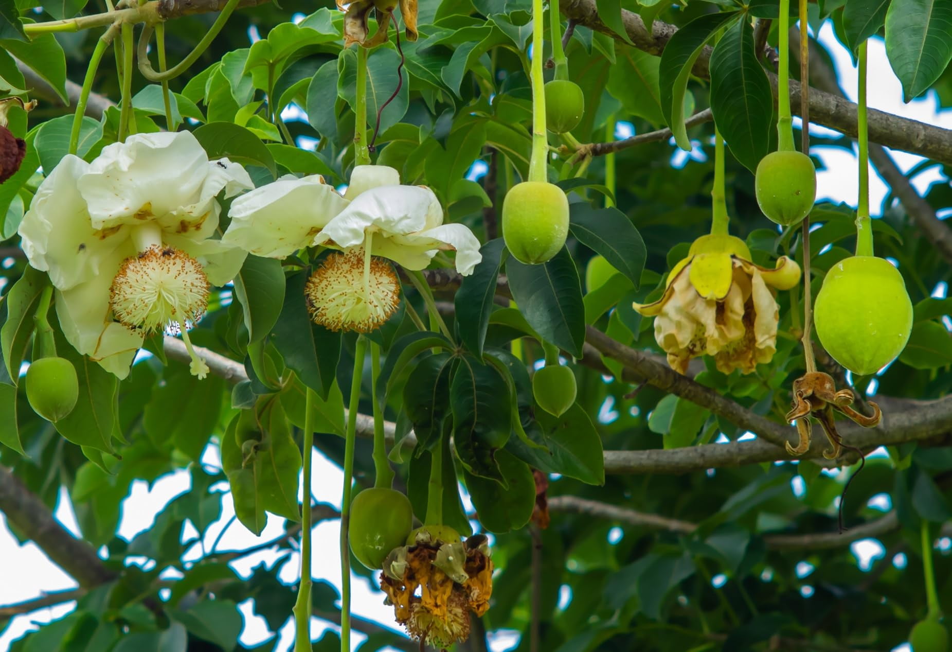 6 Baobab Seeds (Adansonia) - Baobab Tree Seeds (Monkey Puzzle Tree ...