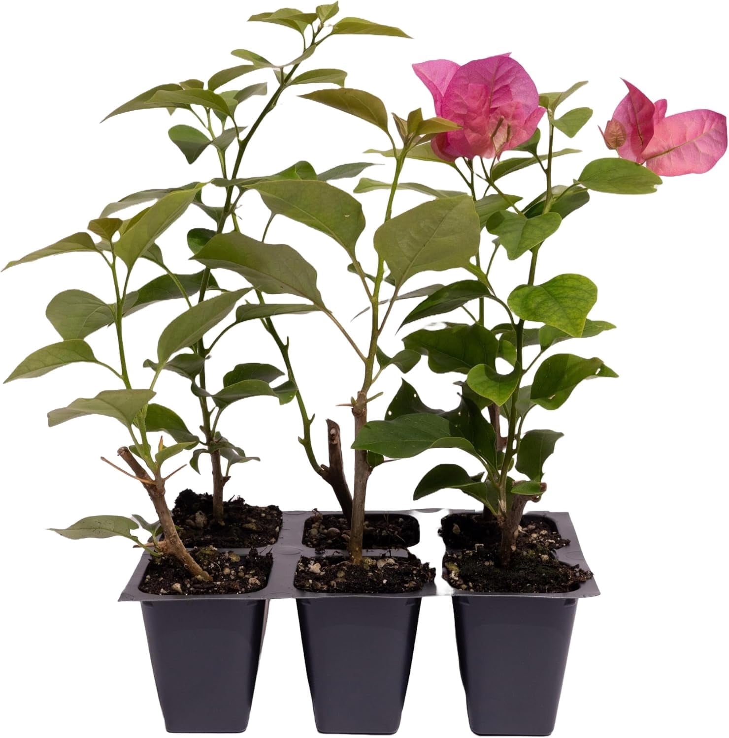 6 Barbara Karst Bougainvillea, Live Plants – Thriving in 2.5” Nursery ...