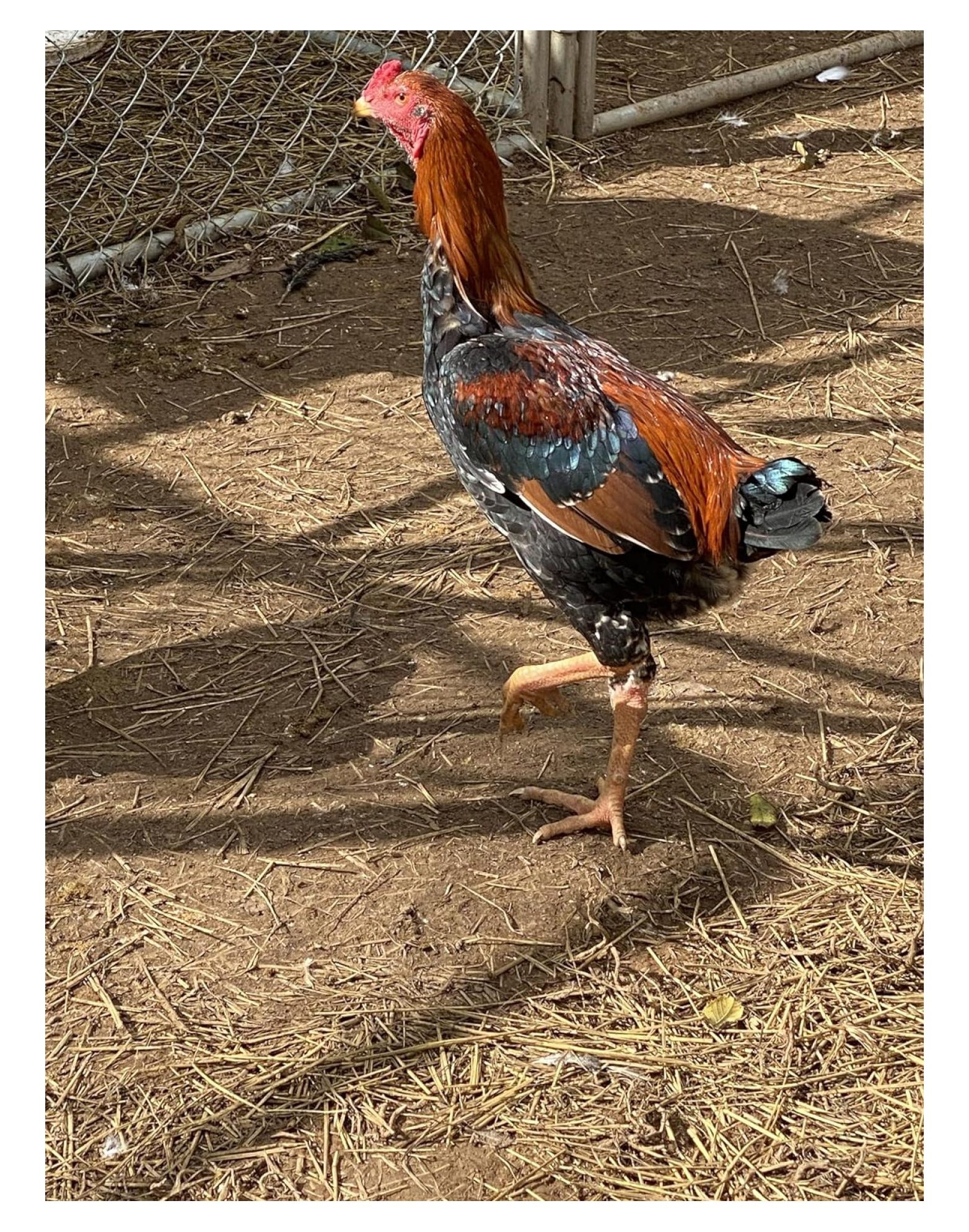 Mixed Breed Chickens