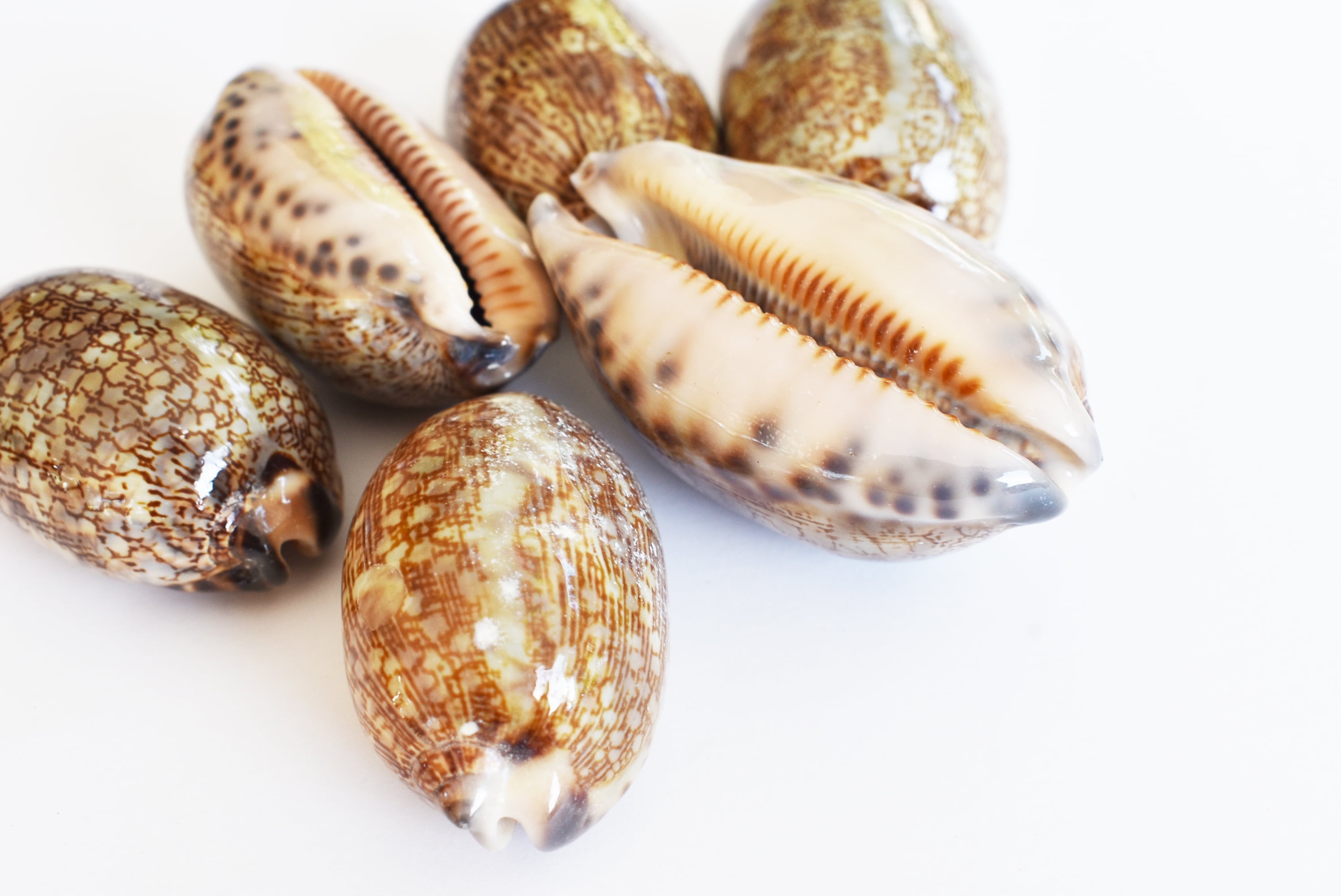 6 Beautiful Arabian Cowrie Shells (Cypraea Arabica) about 2" Beach ...
