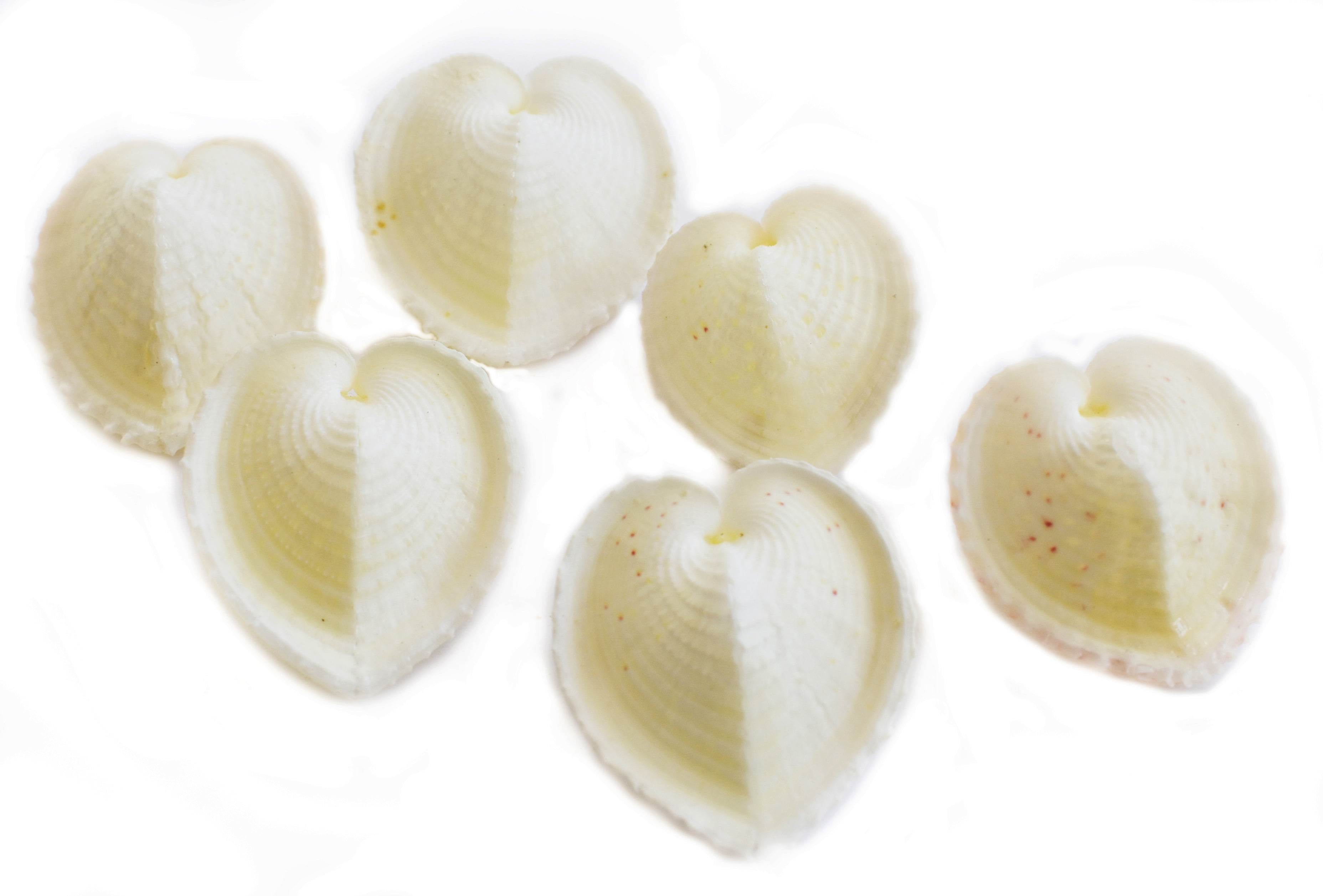 6 Beautiful Large White True Heart Cockle Shells (about 2") Beach ...