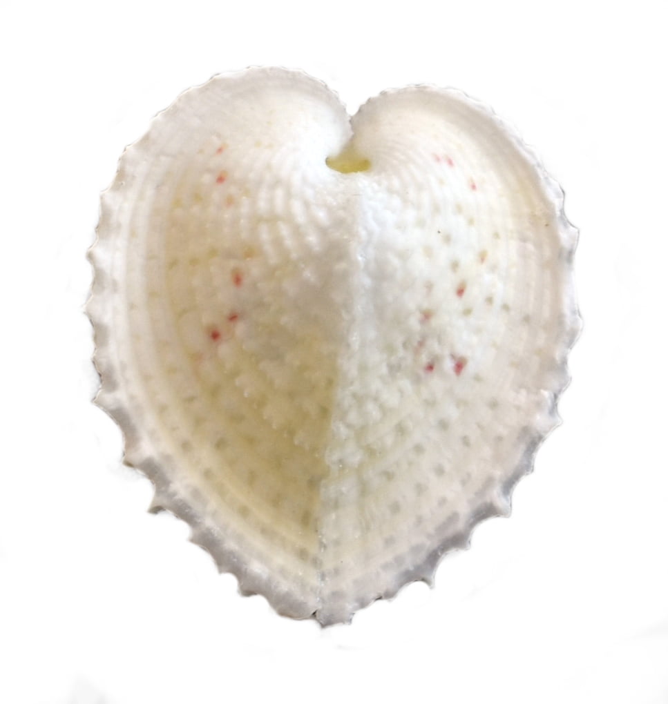 6 Beautiful Small White True Heart Cockle Shells (1" - 1 1/2") Beach ...