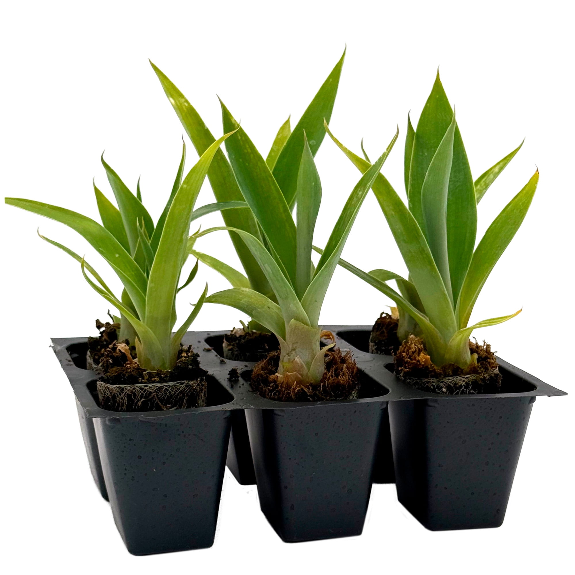 6 Blue Fox Tail Agave – Live Plants in 2.5" Nursery Cubes | Drought ...