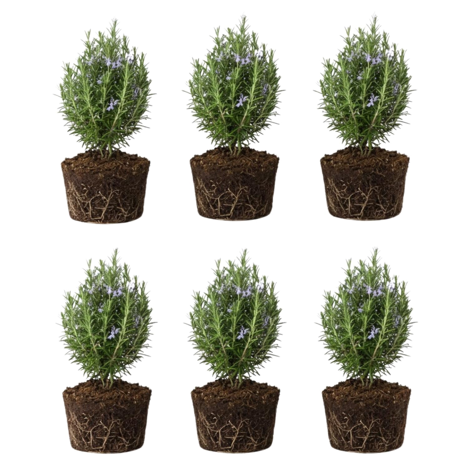6 Blue Rosemary Plants Live, Well Rooted Starter Rosemary 4–7'' Tall ...