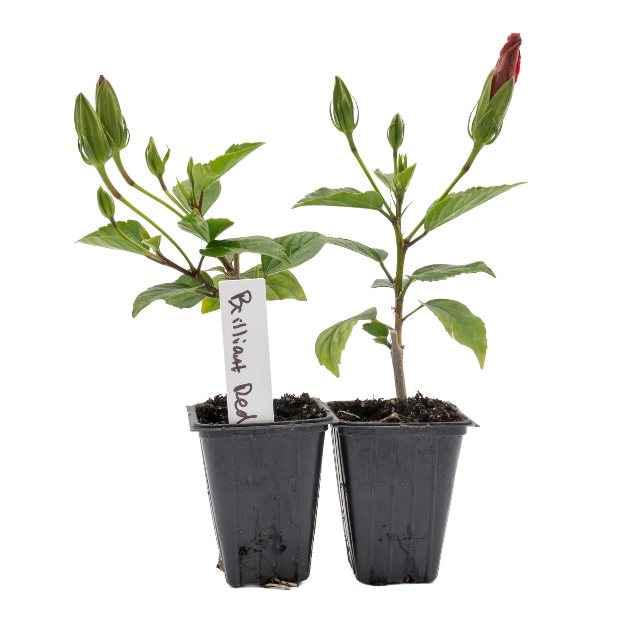 6 Brilliant Red Hibiscus Live Plants in 2.5-inch Nursery Cubes ...
