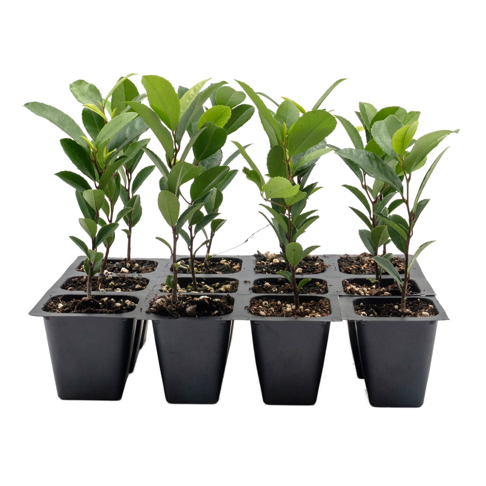 12 Carolina Cherry Laurel Evergreen Shrub for Hedges, Borders ...