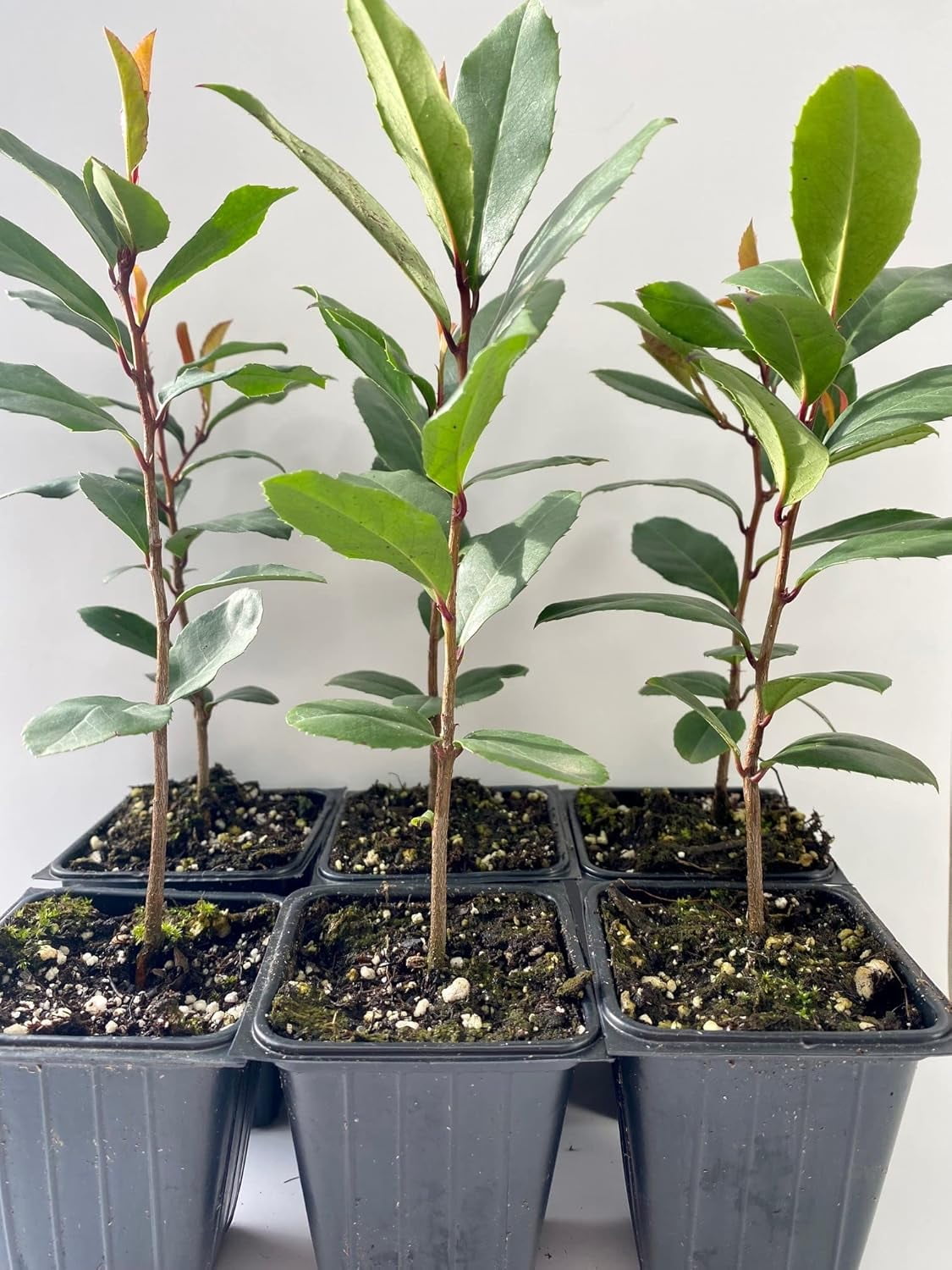 6 Carolina Cherry Laurels, Live Plants (Prunus Caroliniana) – Vibrant ...