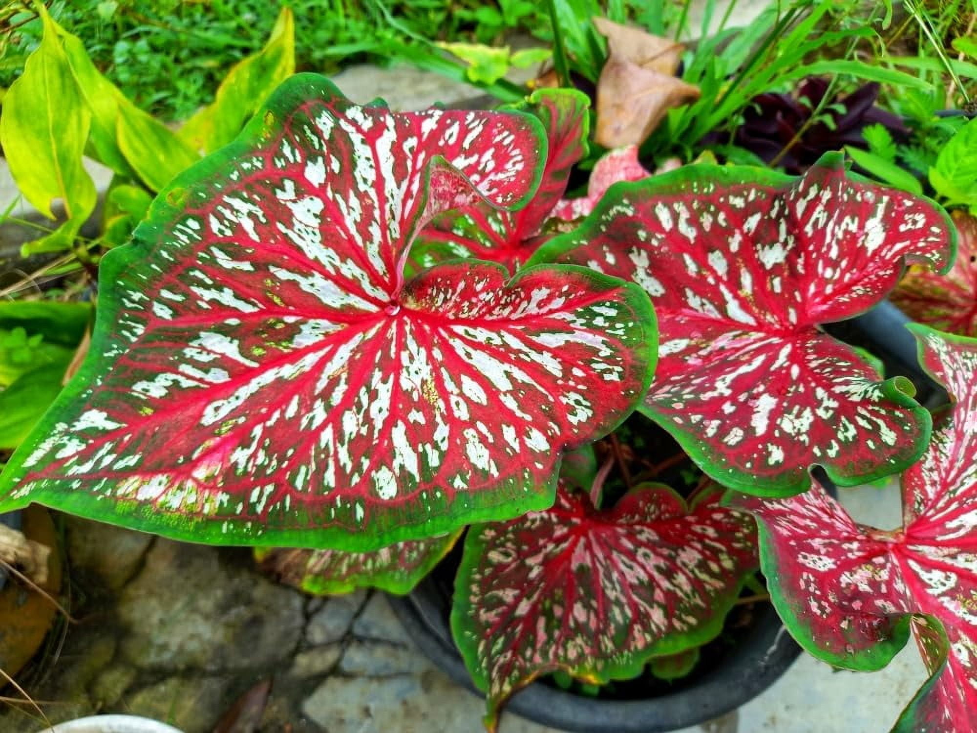 6 Carolyn Whorton Caladium Bulbs for Planting - Perennial Hosta ...