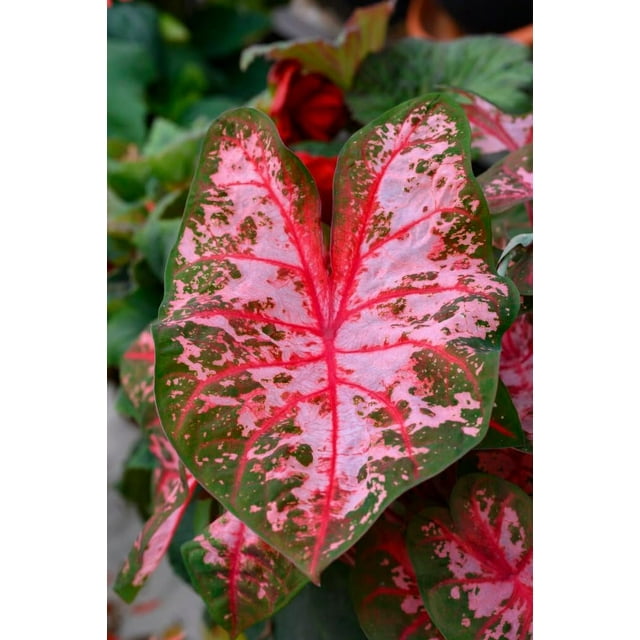 6 Carolyn Whorton Caladium Bulbs for Planting - Perennial Hosta ...