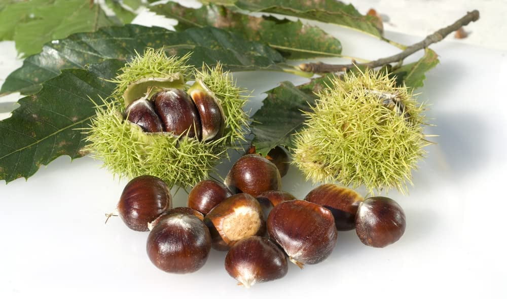 CZ Grain Authentic 6 Fresh Chestnut Tree Seeds for High Yield Planting ...