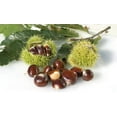CZ Grain Authentic 6 Fresh Chestnut Tree Seeds for High Yield Planting ...
