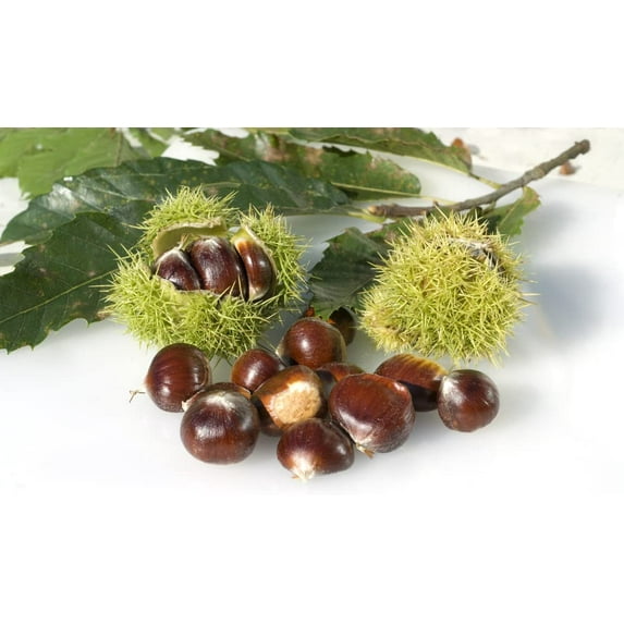 CZ Grain Authentic 6 Fresh Chestnut Tree Seeds for High Yield Planting ...