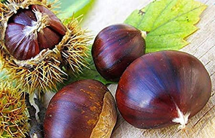 6 Chestnut Tree Seeds - Walmart.com