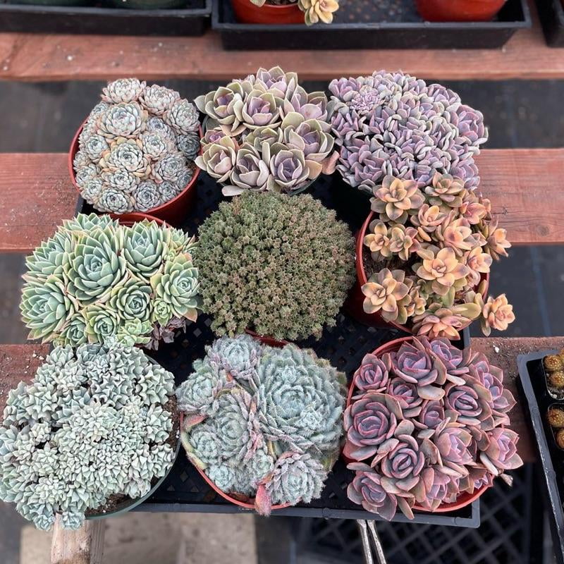 6” Cluster & Crested Succulent Home Decor Sculptures - Walmart.com