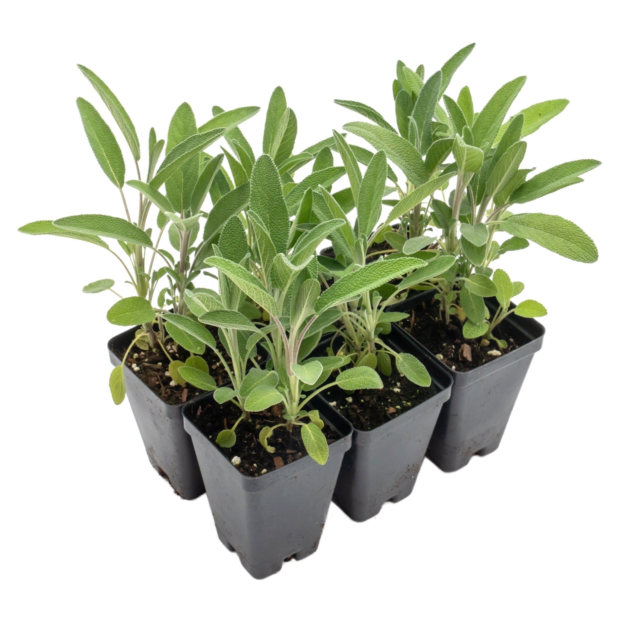 6 Common Sage Live Plants in 2.5-inch Nursery Cubes | Salvia ...