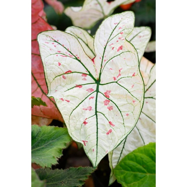 6 Cranberry Star Caladium Bulbs for Planting - Perennial Hosta ...