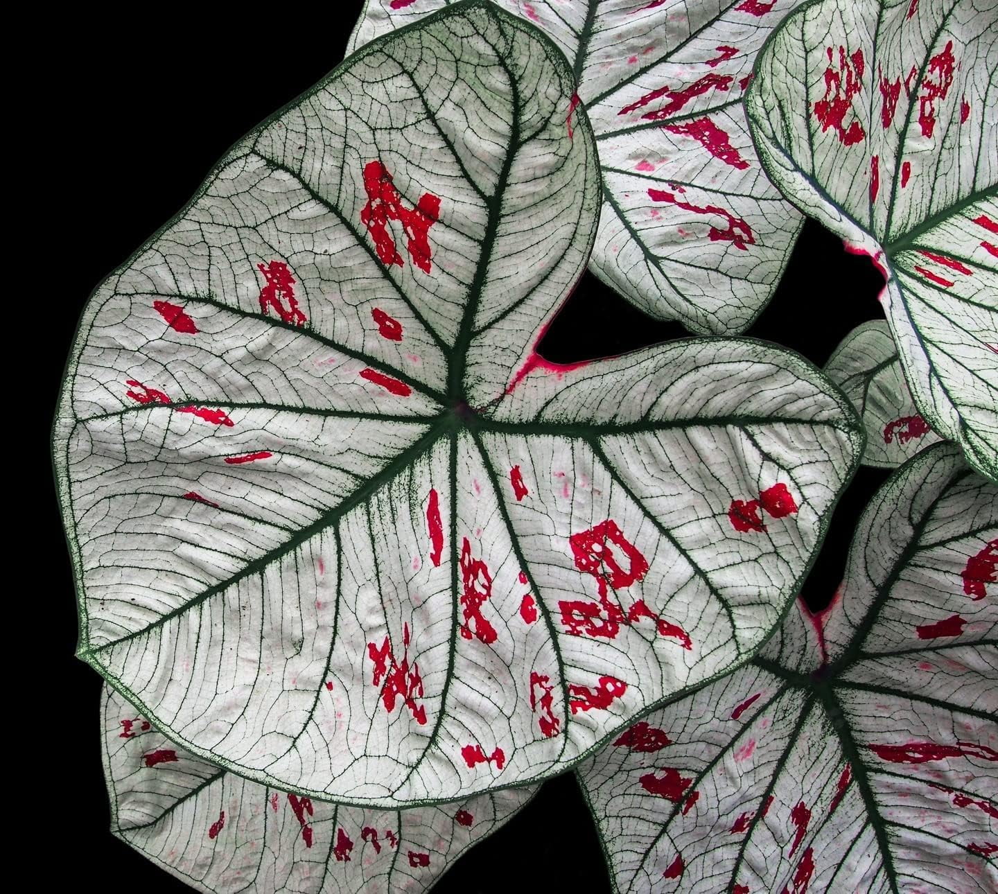 6 Cranberry Star Caladium Bulbs for Planting - Perennial Hosta ...