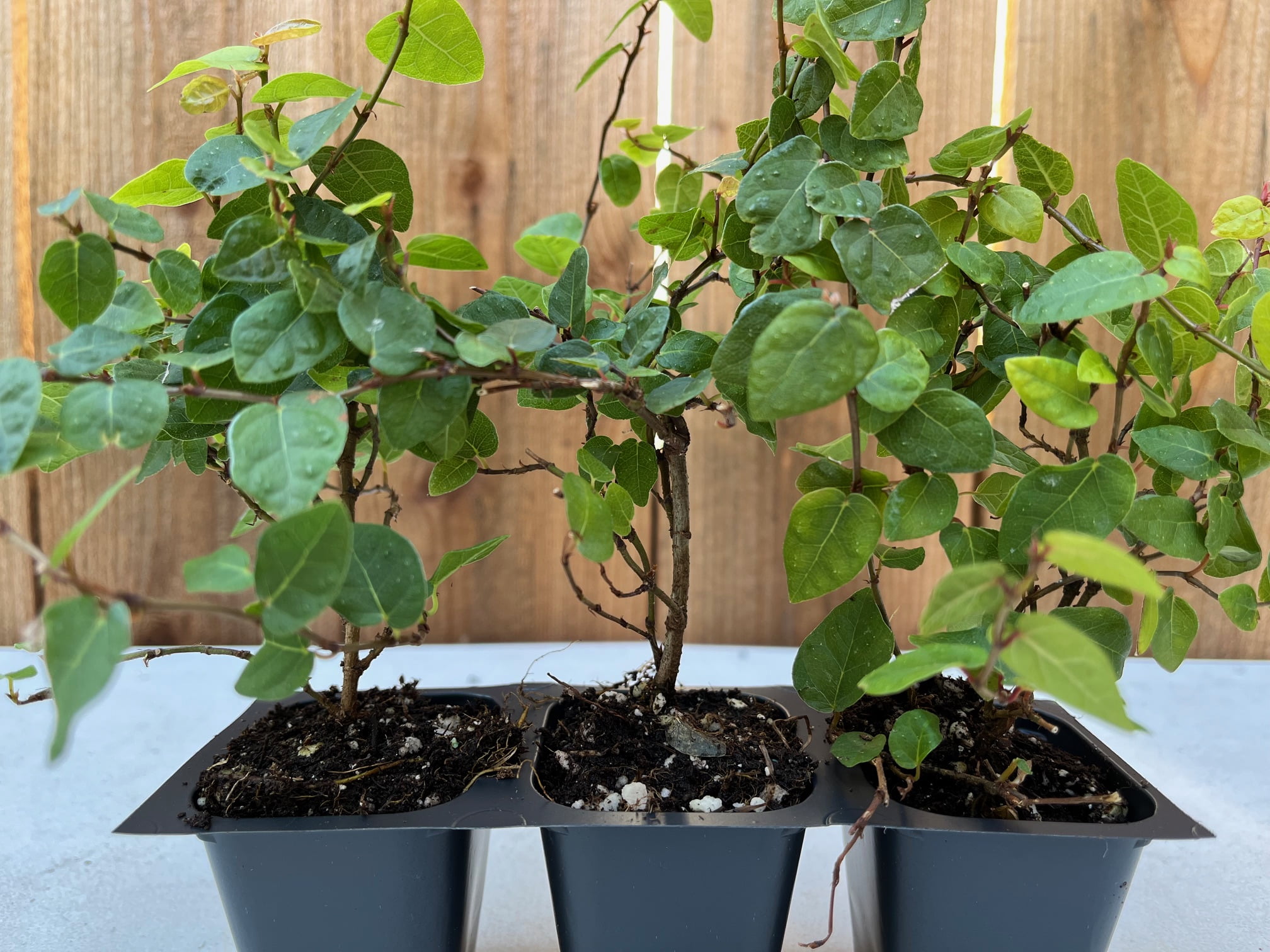 3 Creeping Fig, Ficus Repens, Growing in 2.5" Nursery Cubes, Easy to ...