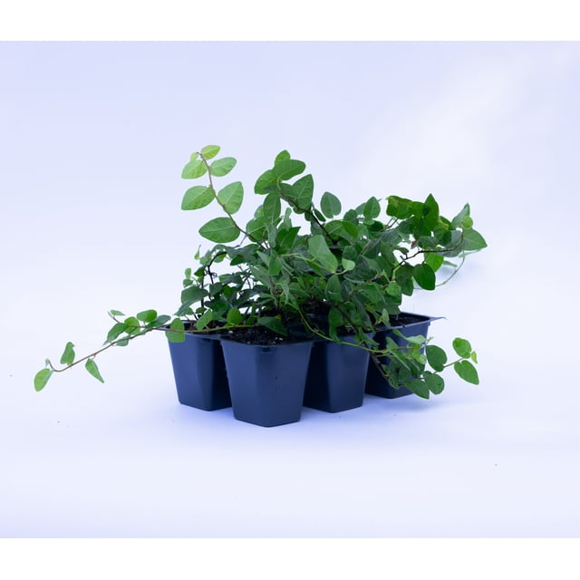 6 Creeping Fig, Live Plants – Ficus Repens – Fast-Growing & Versatile ...