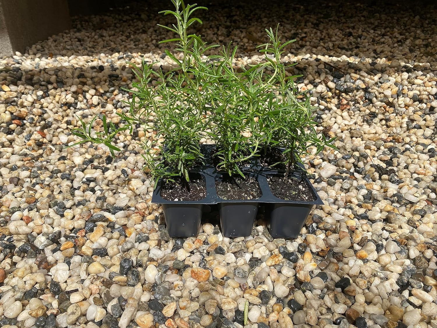 6 Creeping Rosemary Plants, Rosmarinus Officinalis 'Prostratus ...