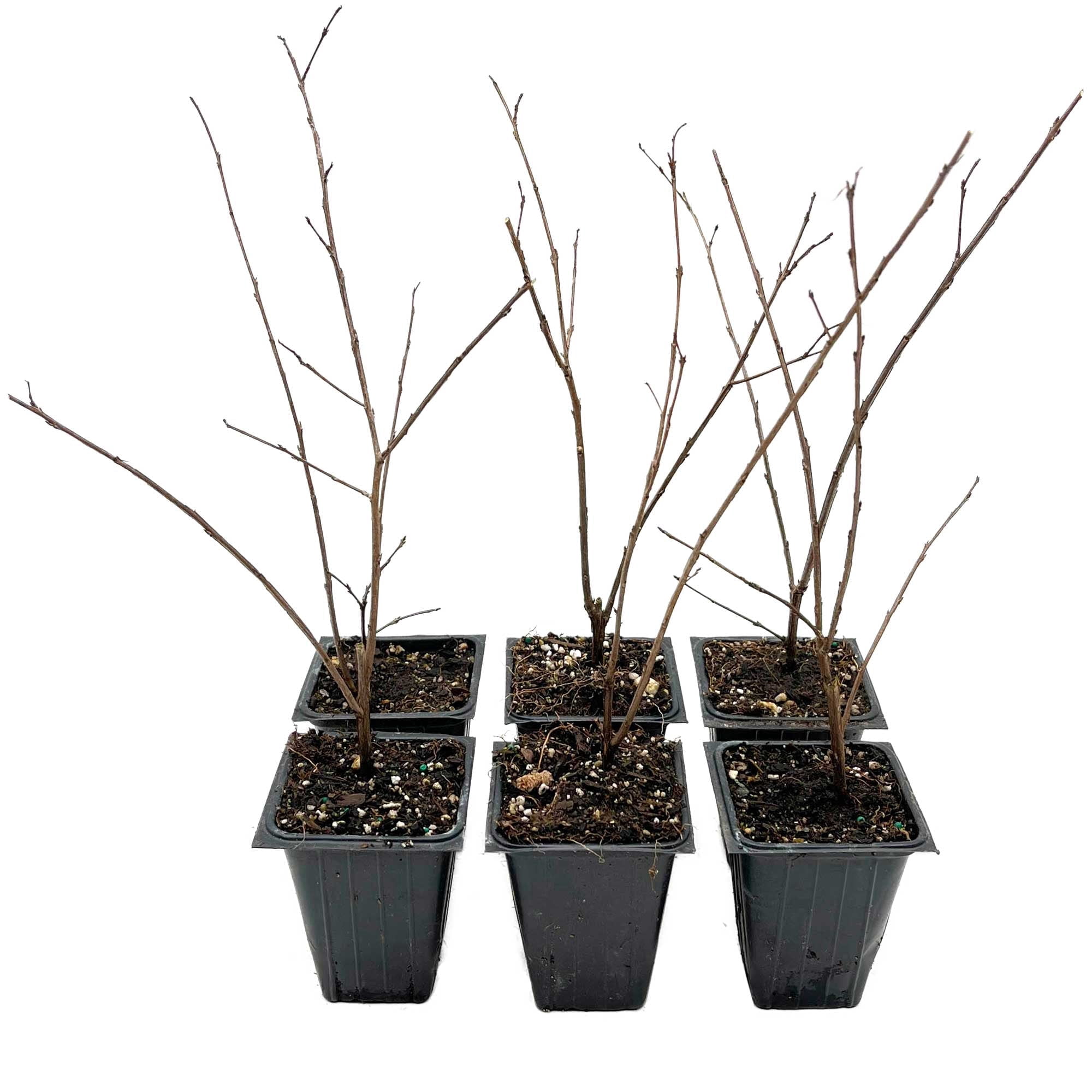 6 Dormant Red Rocket Crape Myrtle Trees – Fast-Growing Cherry-Red ...