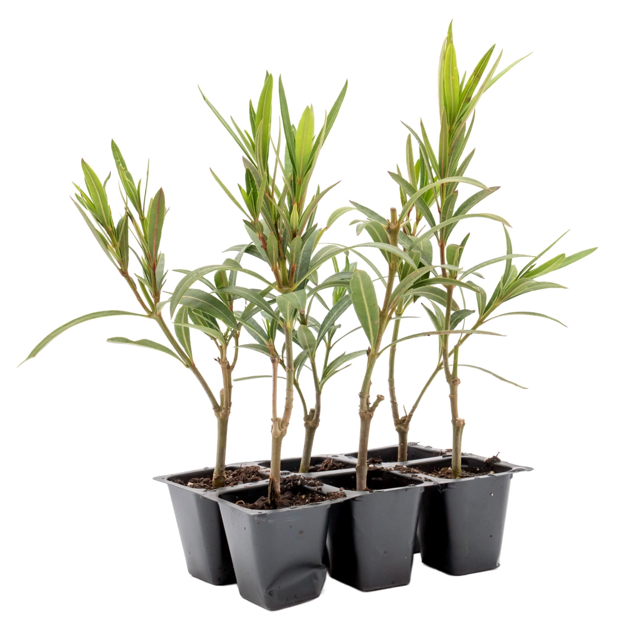 6 Dwarf Red Oleander Shrubs Live Plants in 2.5-inch Nursery Cubes ...