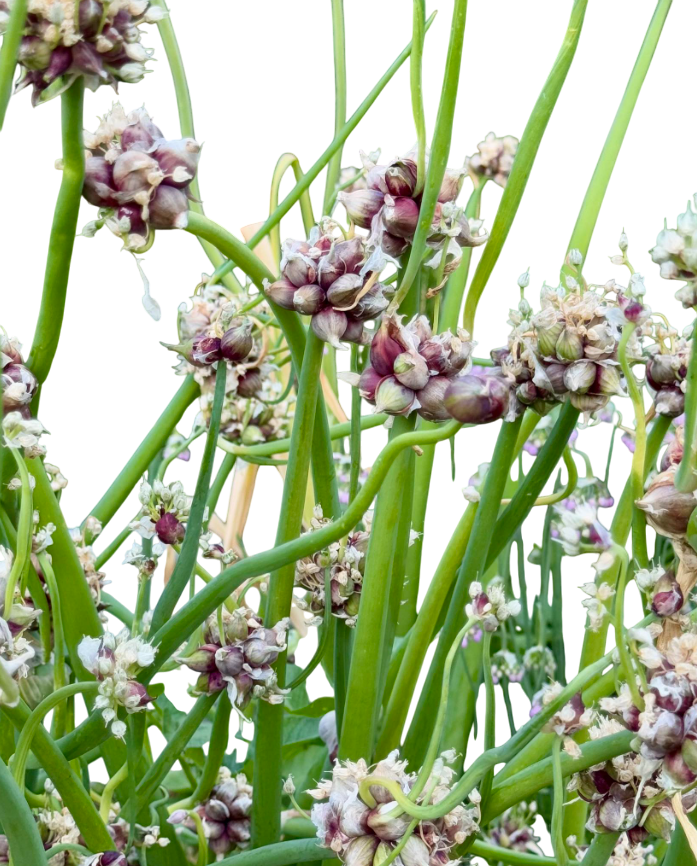 6 Egyptian Walking Onion Bulbs for Planting, Tree Onion Bulbs Egyptian ...