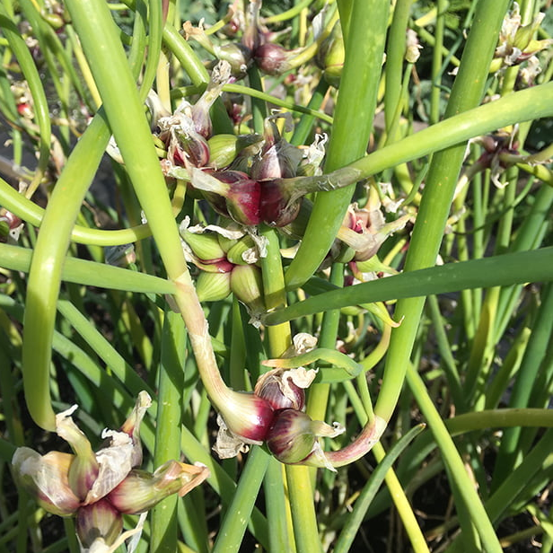 Cimmuovere Egyptian Walking Onion Bulbs, Perennial, Self-Propagating ...
