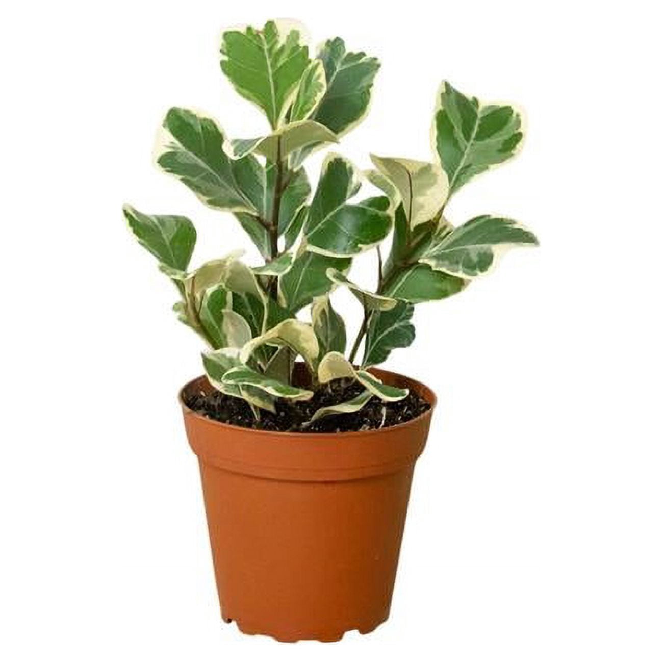 6-FICUS-TRIANGULARIS.VAR Ficus Elastica Triangularis Variegated Plant ...