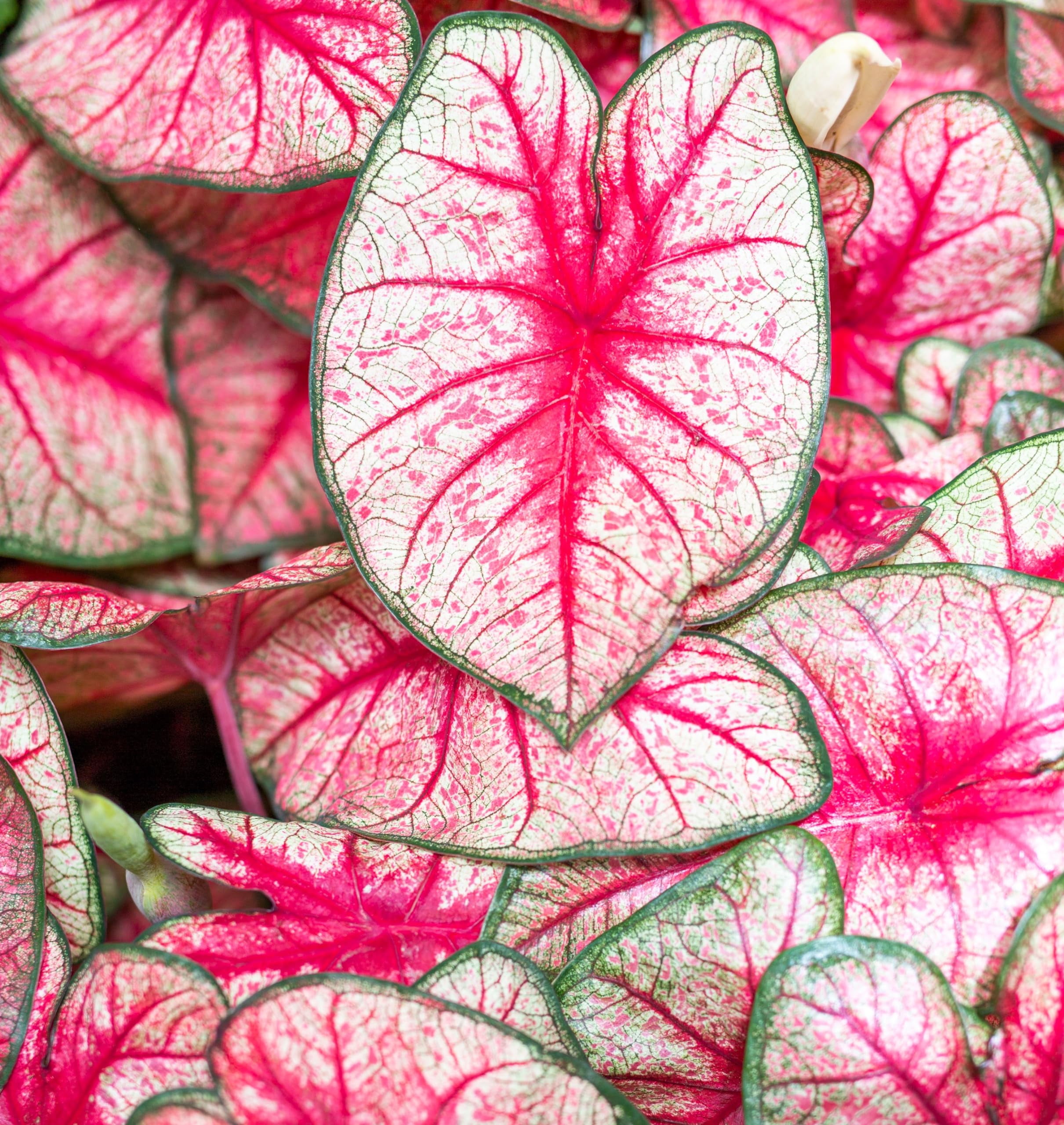 6 Fiesta Caladium Bulbs for Planting - Perennial Hosta, Elephant Ears ...