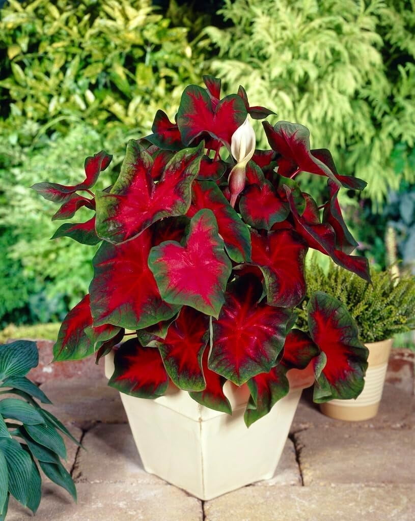 6 Florida Cardinal Caladium Bulbs for Planting - Fancy Caladium Bulbs ...