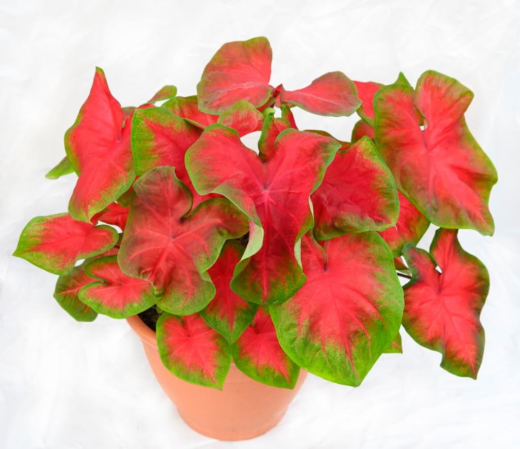 CZ Grain Fredia Hemple Caladium Plant Bulbs (6 Count), Fast Grower ...