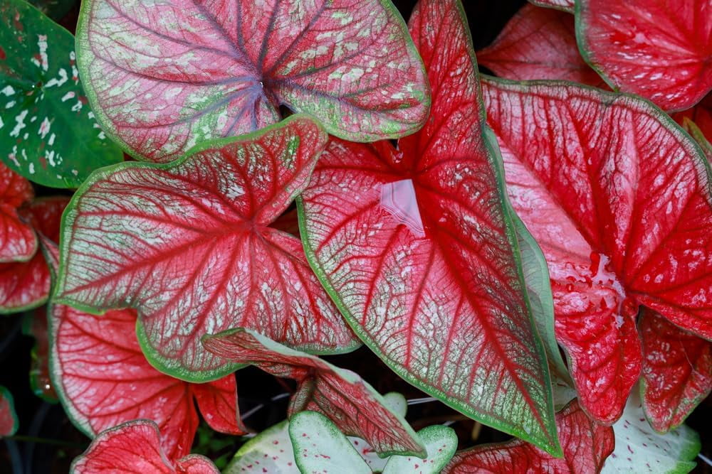 CZ Grain Freida Hemple Caladium Plant Bulbs (6 Count), Perennial ...