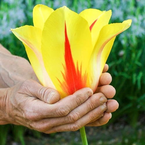 6 Giant Hocus Pocus Tulips Bulbs | Biggest Tulips in The World | Ships ...