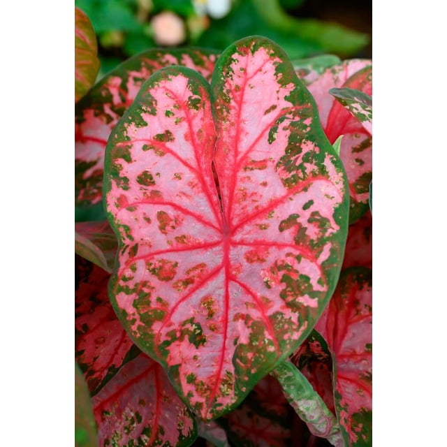 6 Gingerland Caladium Bulbs for Planting - Perennial Hosta, Elephant ...