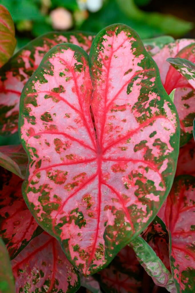 6 Gingerland Caladium Bulbs for Planting - Perennial Hosta, Elephant ...