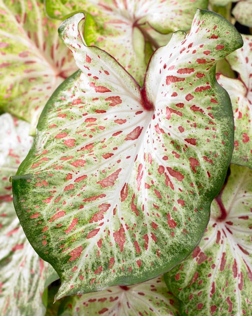 6 Gingerland Caladium Bulbs for Planting - Perennial Hosta, Elephant ...