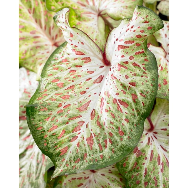 6 Gingerland Caladium Bulbs for Planting - Perennial Hosta, Elephant ...